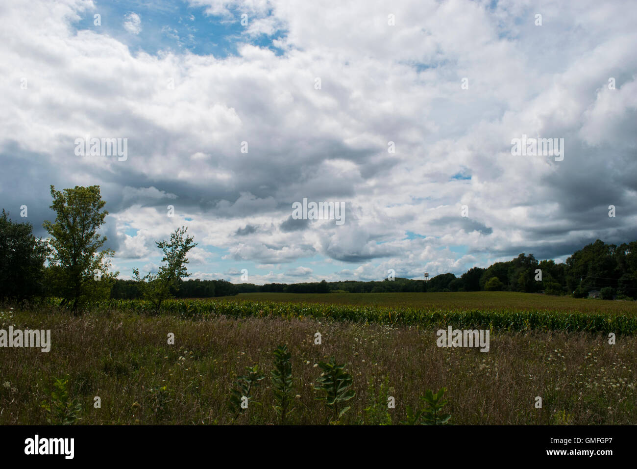 Midwestern corn field Stock Photo - Alamy