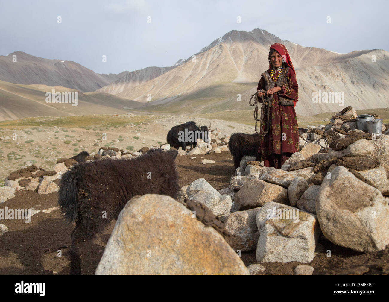 Wakhi nomad woman taking care of her yaks, Big pamir, Wakhan ...