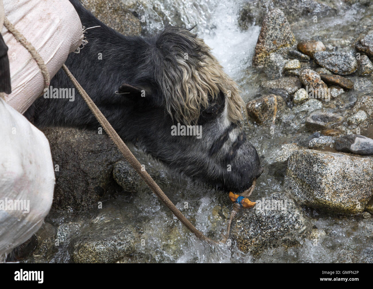 Yak drinking in a river, Big pamir, Wakhan, Afghanistan Stock Photo - Alamy
