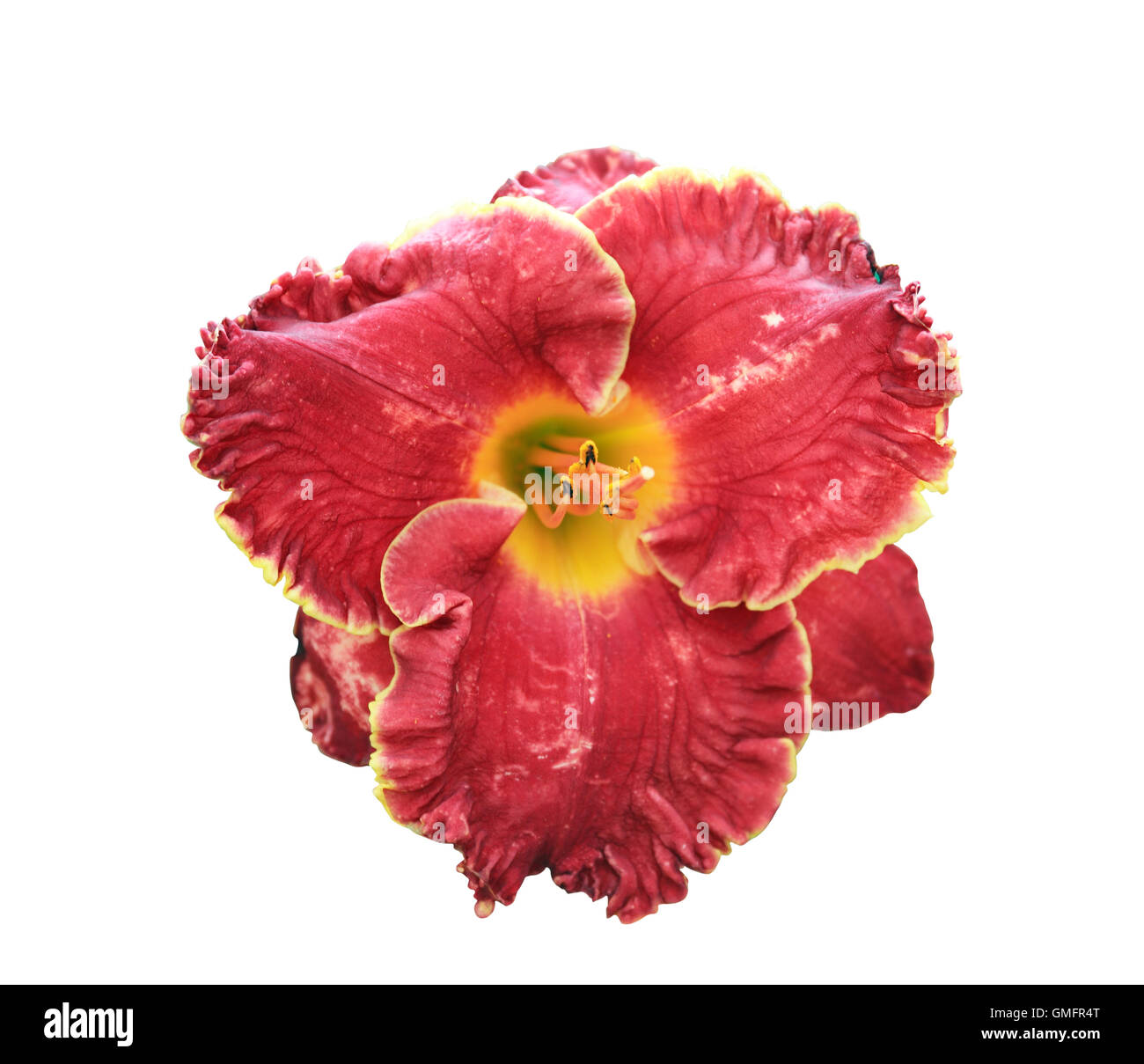 Closeup of lily head on white background. Isolated with clipping path ...