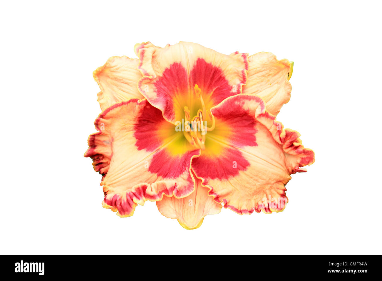 Closeup of lily head on white background. Isolated with clipping path ...