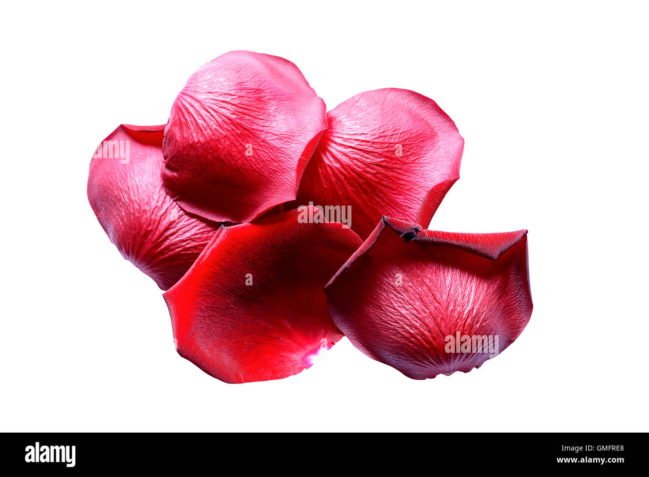 Few red rose petals isolated on white background with clipping path ...