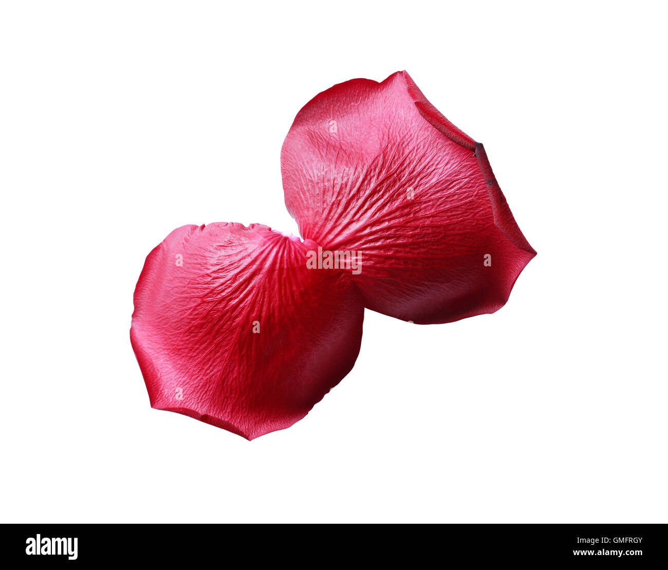Single Rose Petal Png