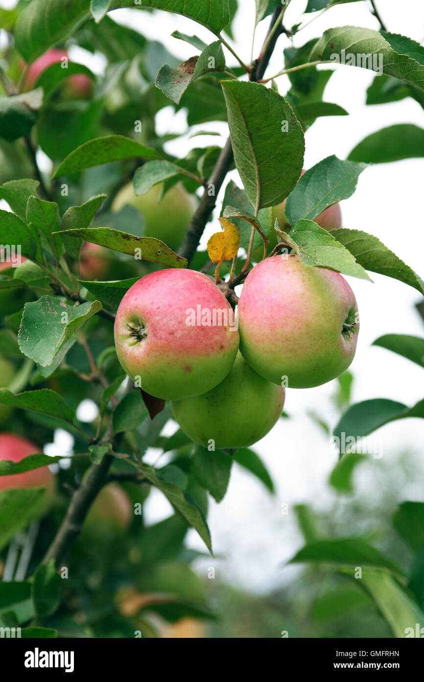 Wood apple fruit tree hi-res stock photography and images - Alamy