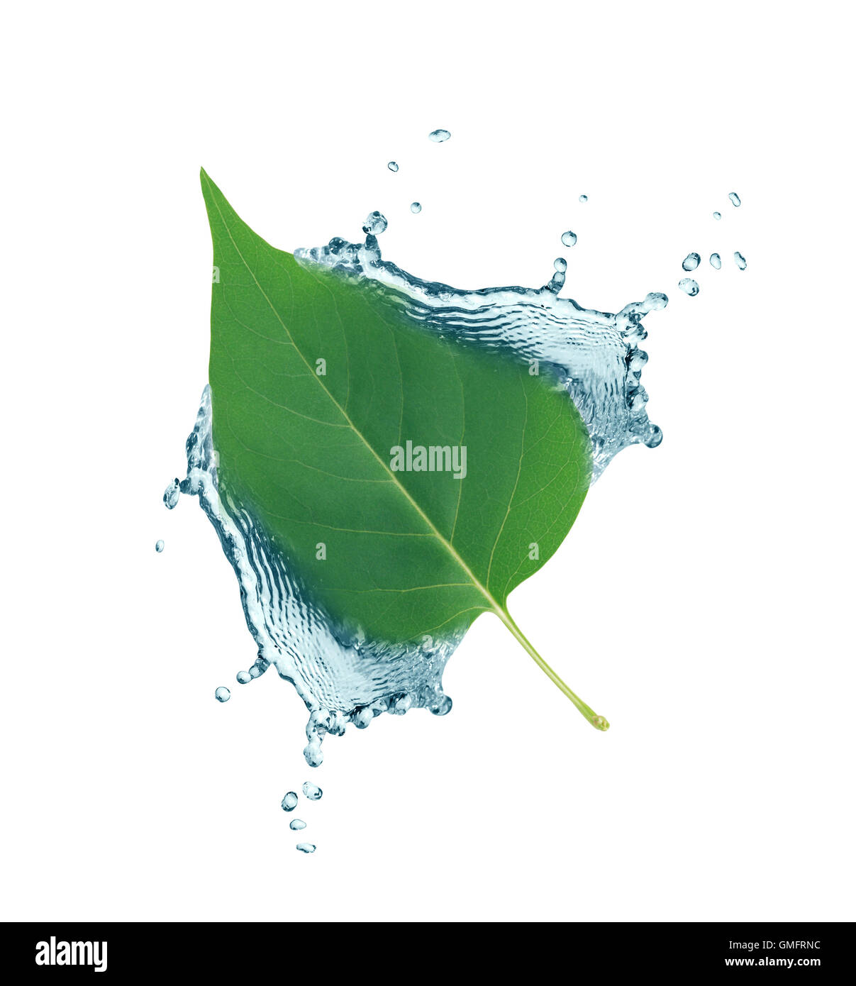 Ecology concept. One green leaf in water splash on white background ...