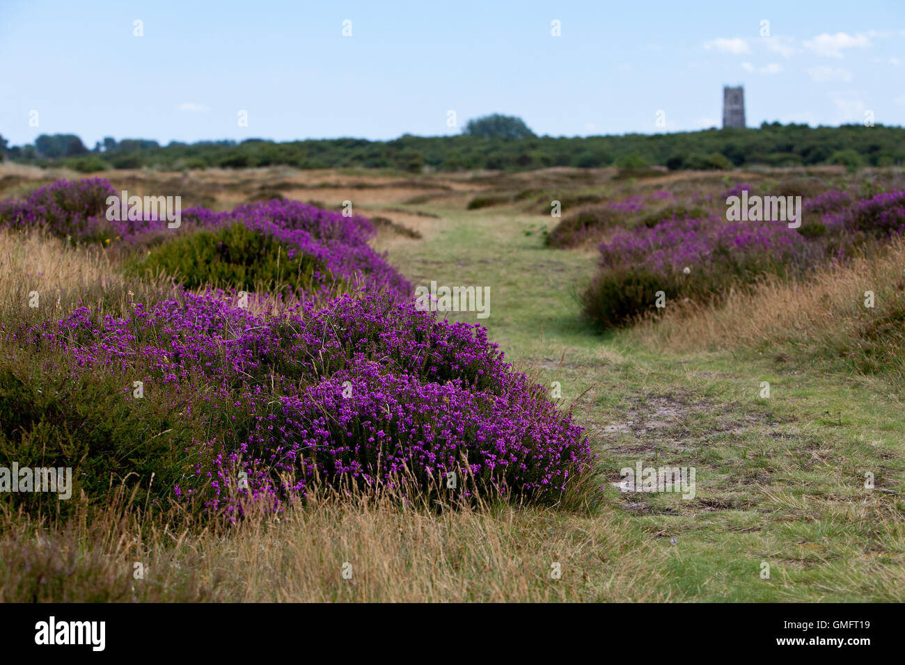 Heather in blossom on heathland hi-res stock photography and images - Alamy