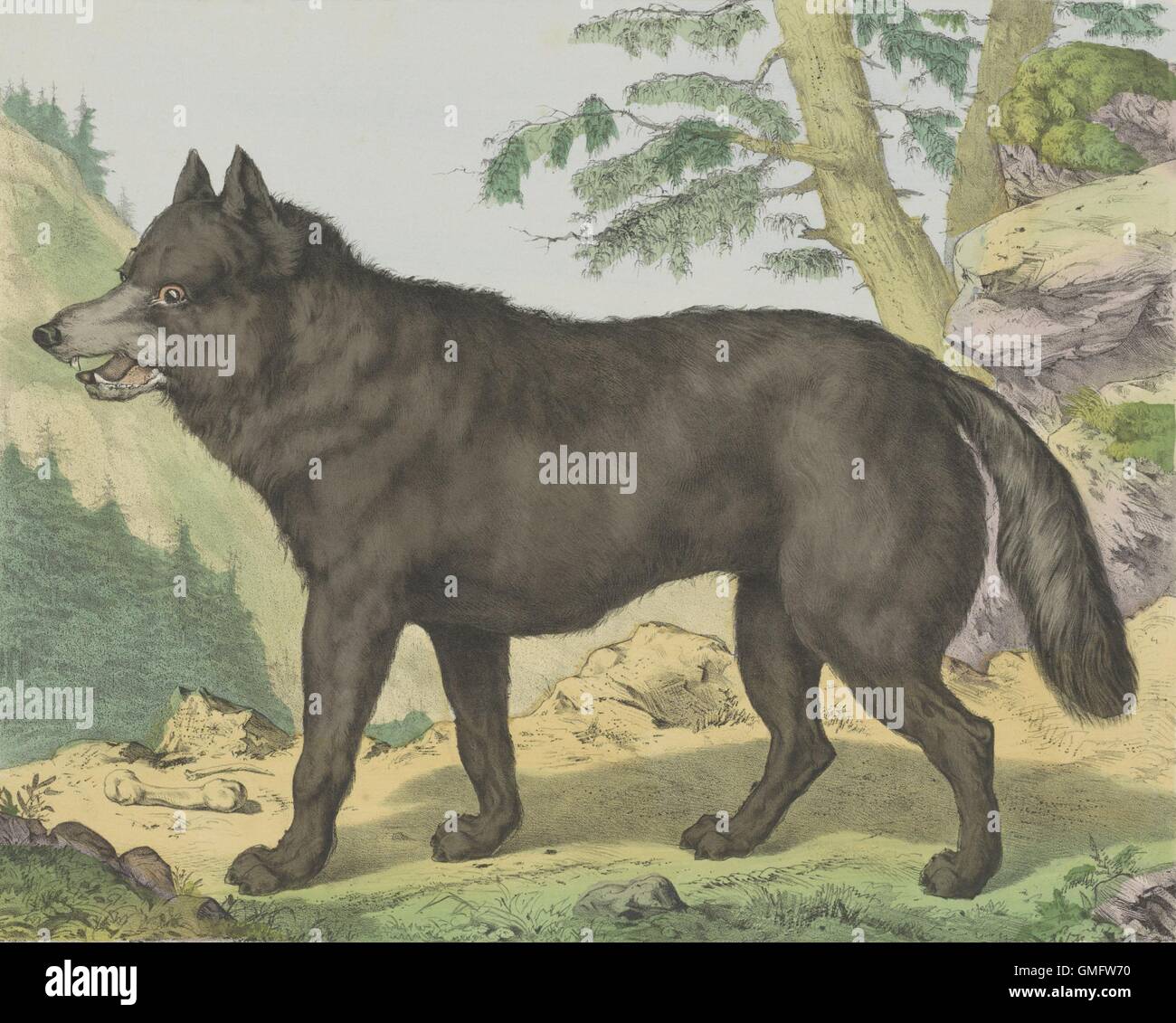 Wolf, by Jos. Scholz and J. Scotti, c. 1830-80, Dutch Print, lithograph ...