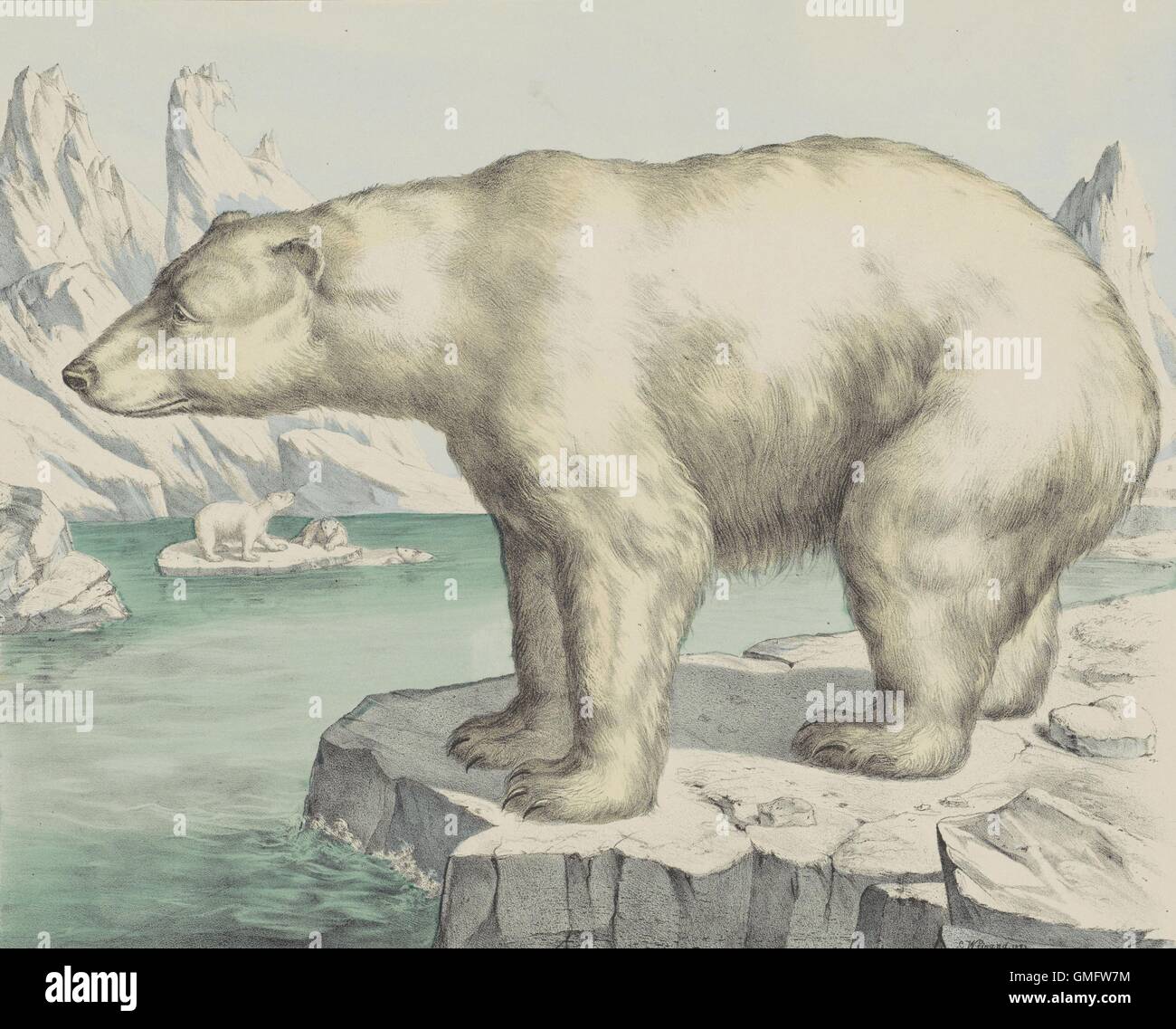 Polar Bear, by Jos. Scholz, c. 1830-80, Dutch print, lithograph. Arctic ...