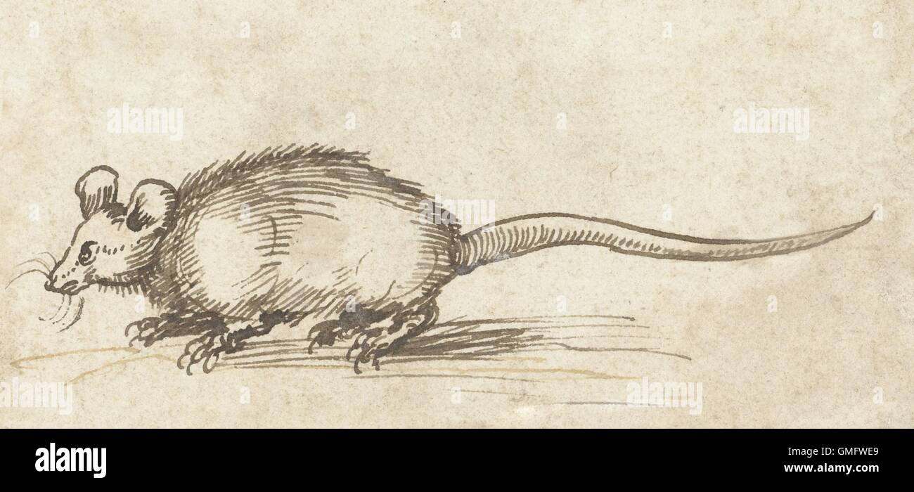 Mouse, by Albrecht Durer, c. 1480-1520, German drawing, pen and ink on ...