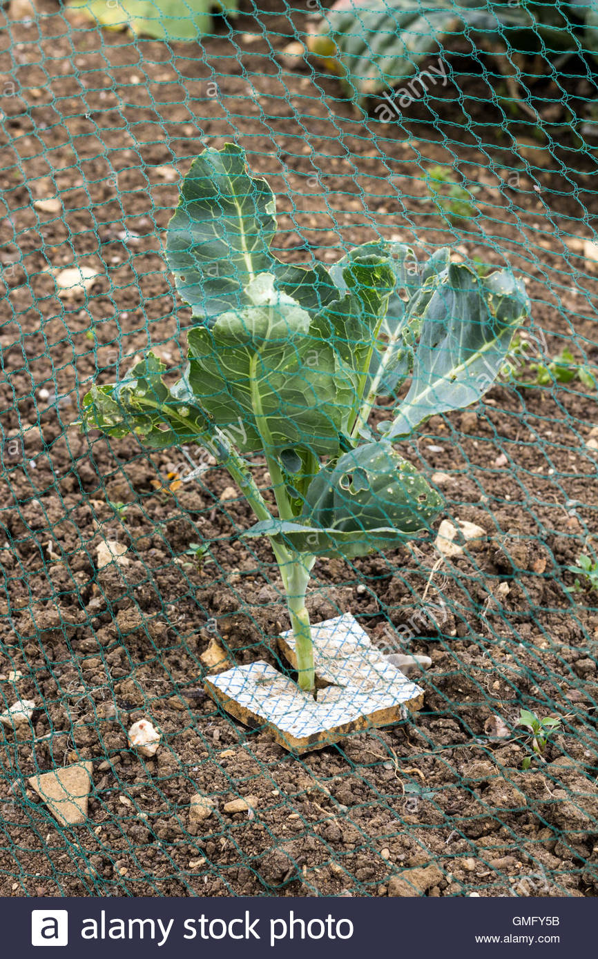 Cabbage Pests High Resolution Stock Photography and Images - Alamy