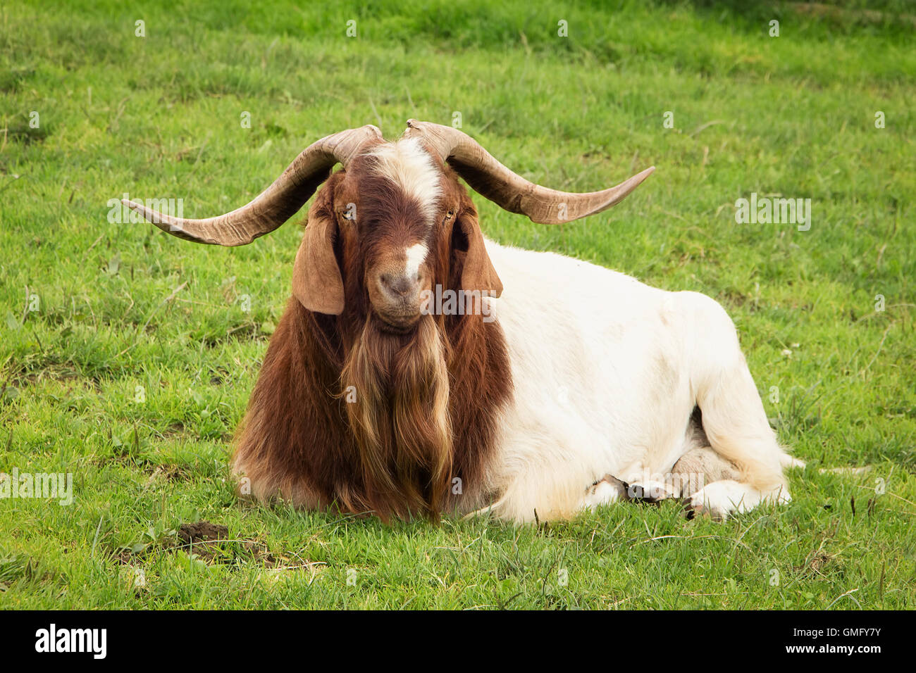 A billygoat hi-res stock photography and images - Alamy