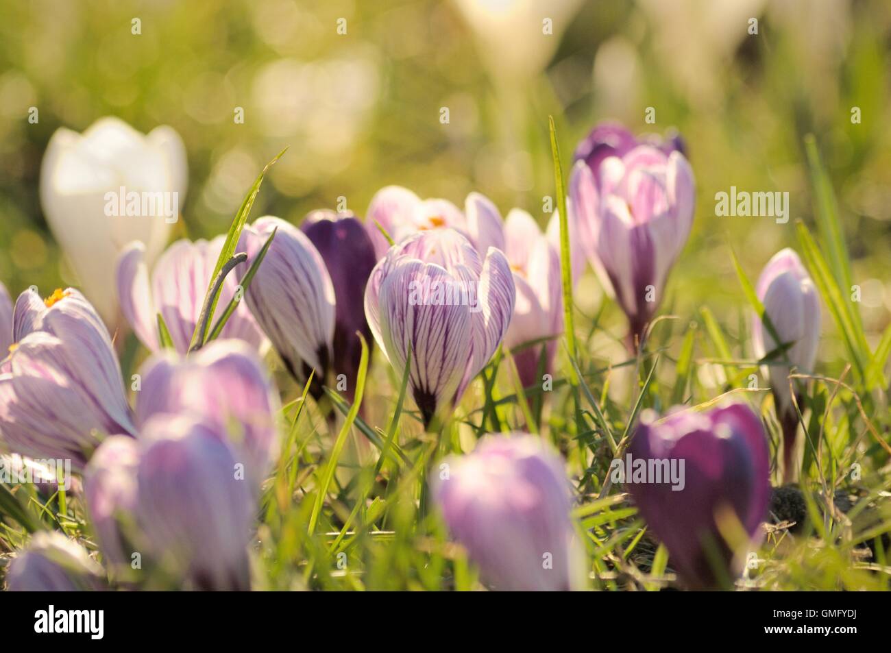 Spring refresh hi-res stock photography and images - Alamy