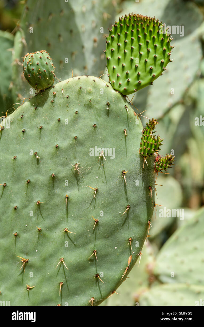 Green cactus hi-res stock photography and images - Alamy