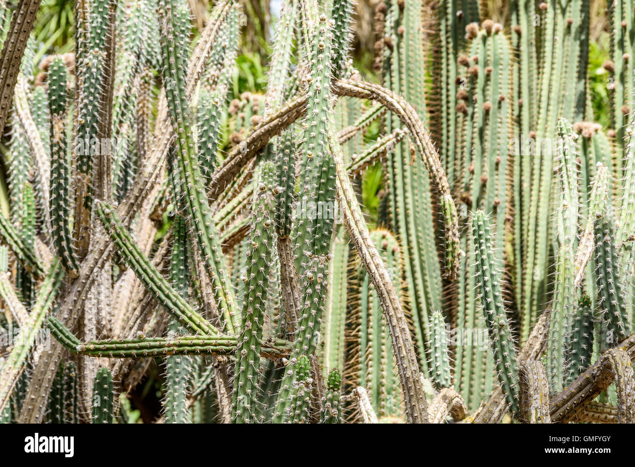 Green cactus hi-res stock photography and images - Alamy