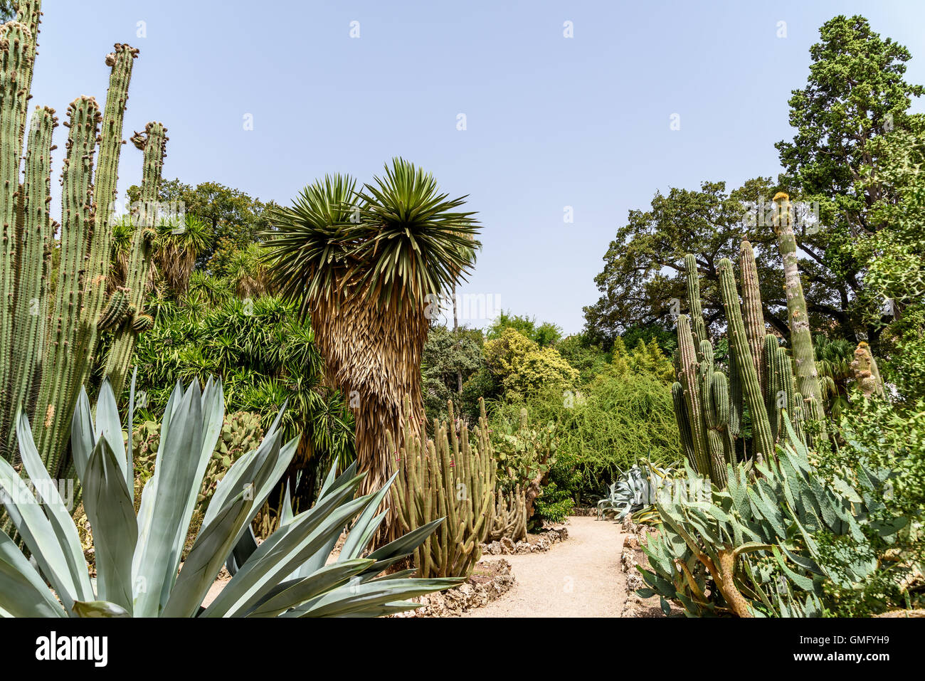Green Cactus Fields In Summer Stock Photo - Alamy