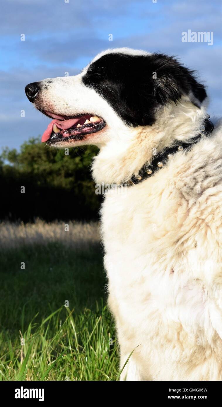 Dog countryside collie sheepdog hi-res stock photography and images - Alamy