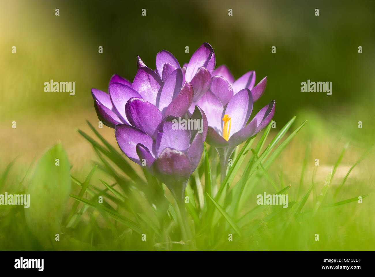 group of pink crocus in spring in diffuse background Stock Photo - Alamy