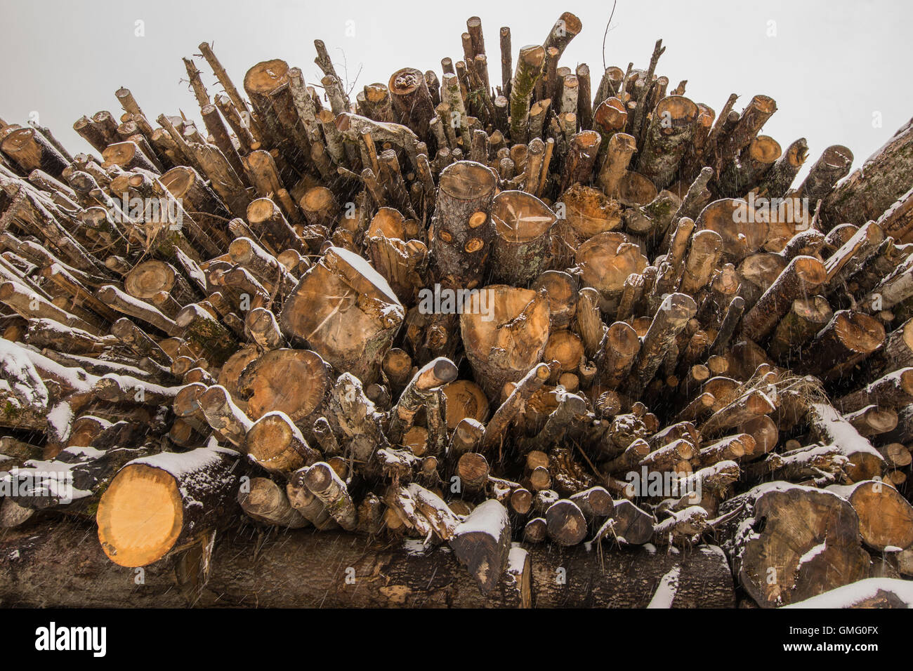 stack of felled tree trunks Stock Photo - Alamy