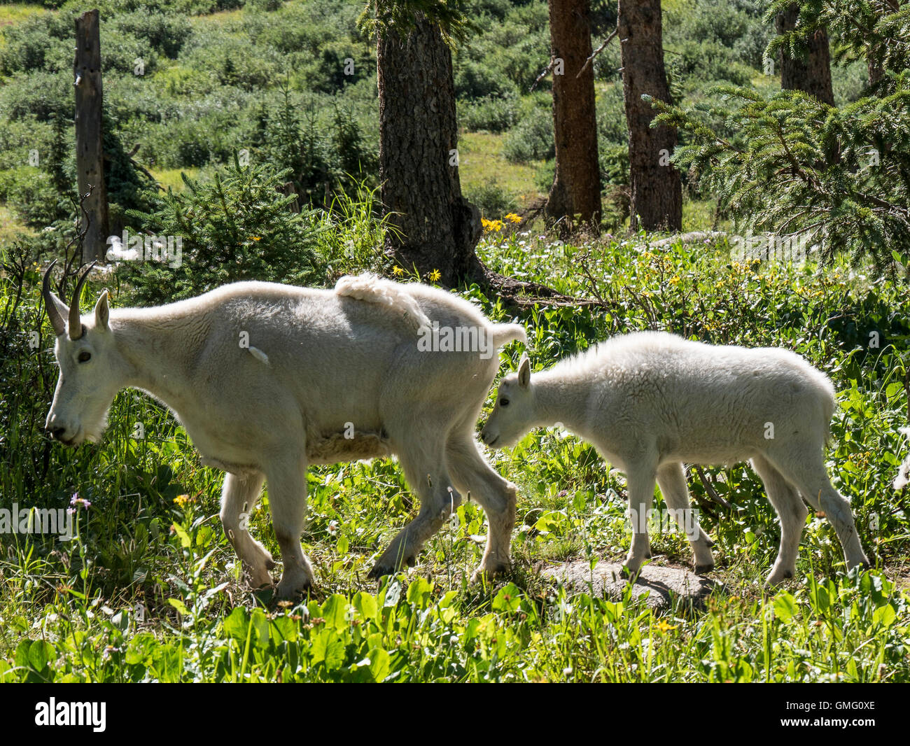 Kid goats hi-res stock photography and images - Alamy
