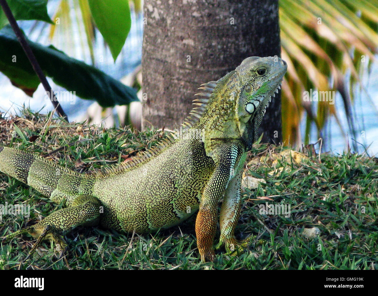 Green iguana, Caribbean Stock Photo - Alamy