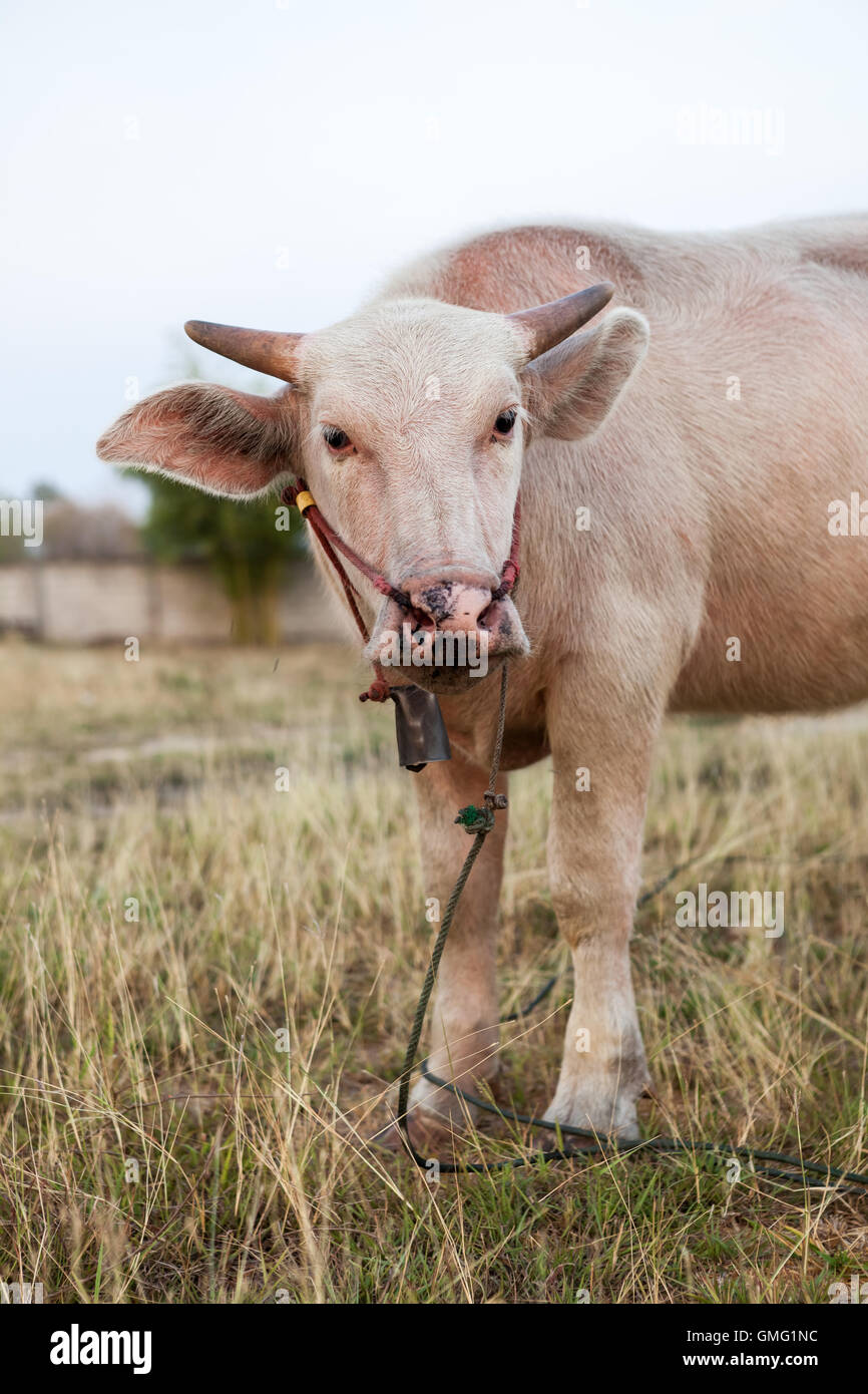 Blond buffalo hi-res stock photography and images - Alamy