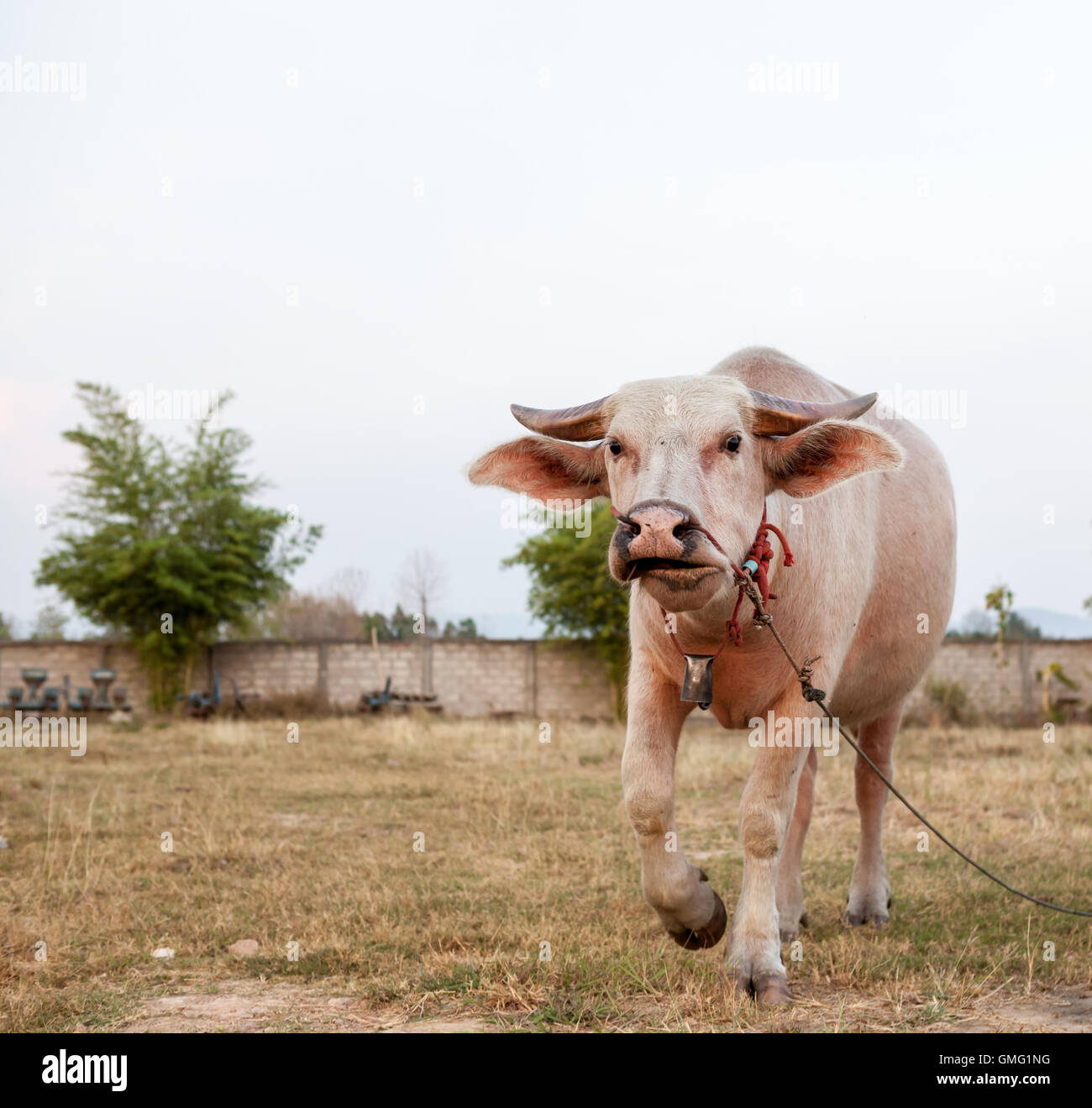 Albino buffalo hi-res stock photography and images - Alamy
