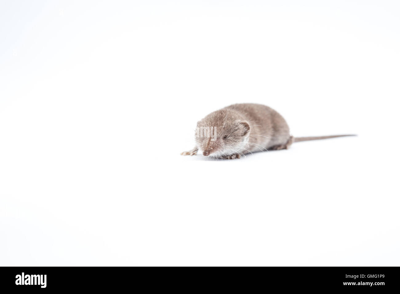 on a white background, there is a small shrew Stock Photo - Alamy