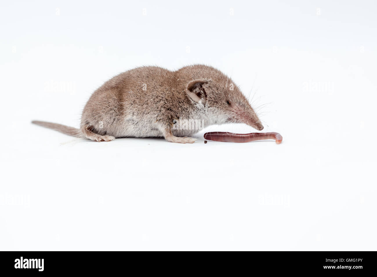 on a white background, there is a small shrew and earthworm Stock Photo ...