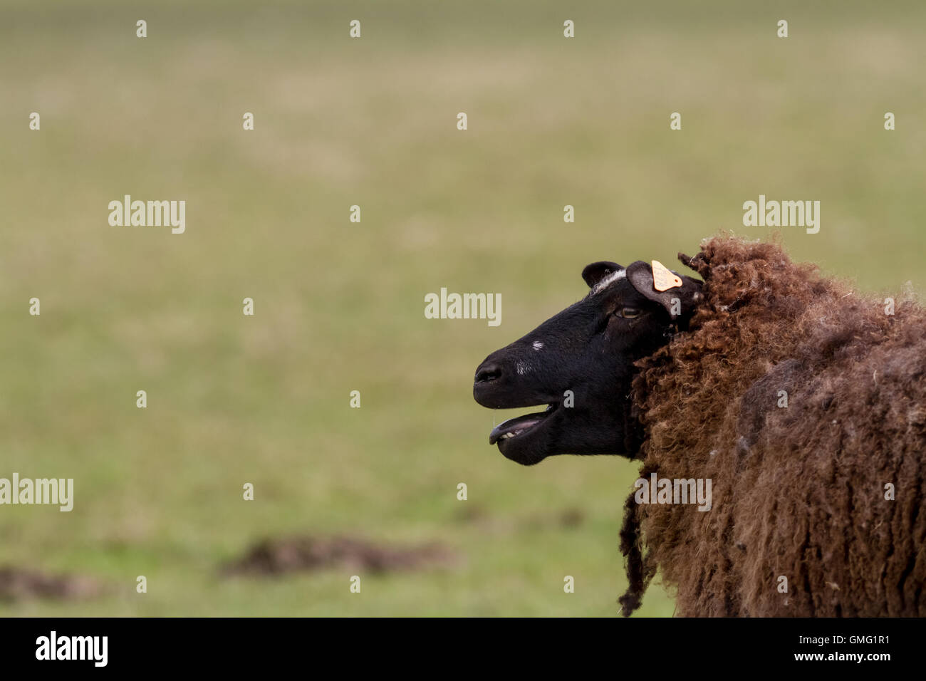 on the field is there an Black sheep Stock Photo - Alamy