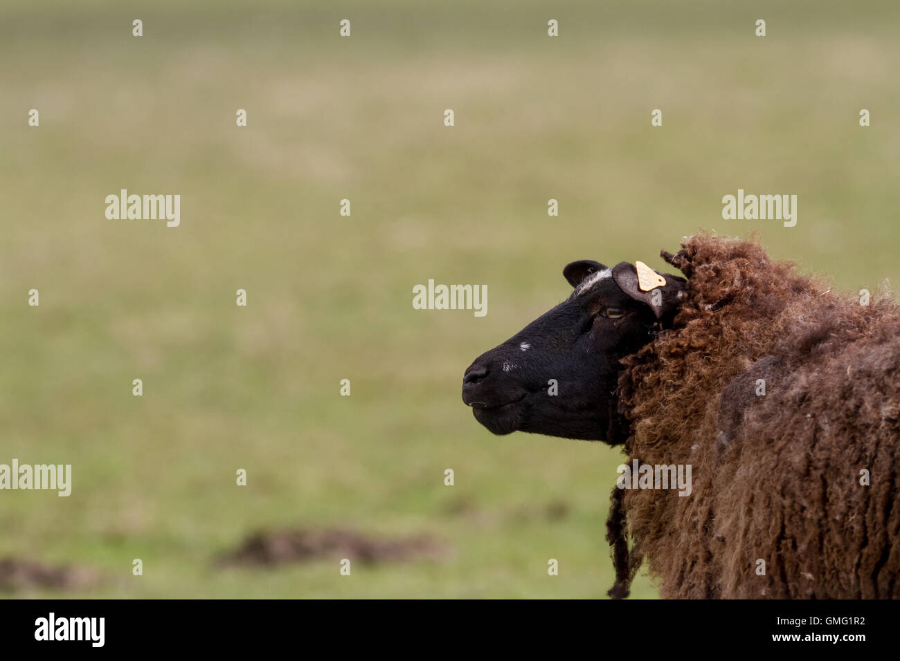 Black sheep on the field Stock Photo - Alamy