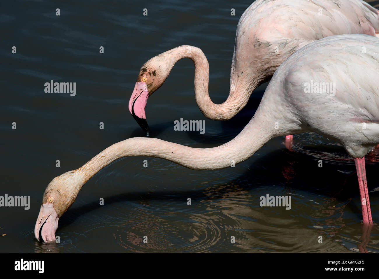 Two pink flamingos hi-res stock photography and images - Alamy