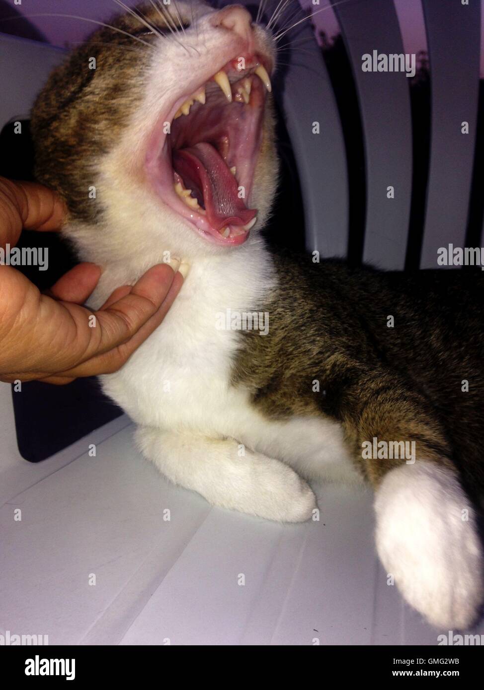 Scary fleas hi-res stock photography and images - Alamy