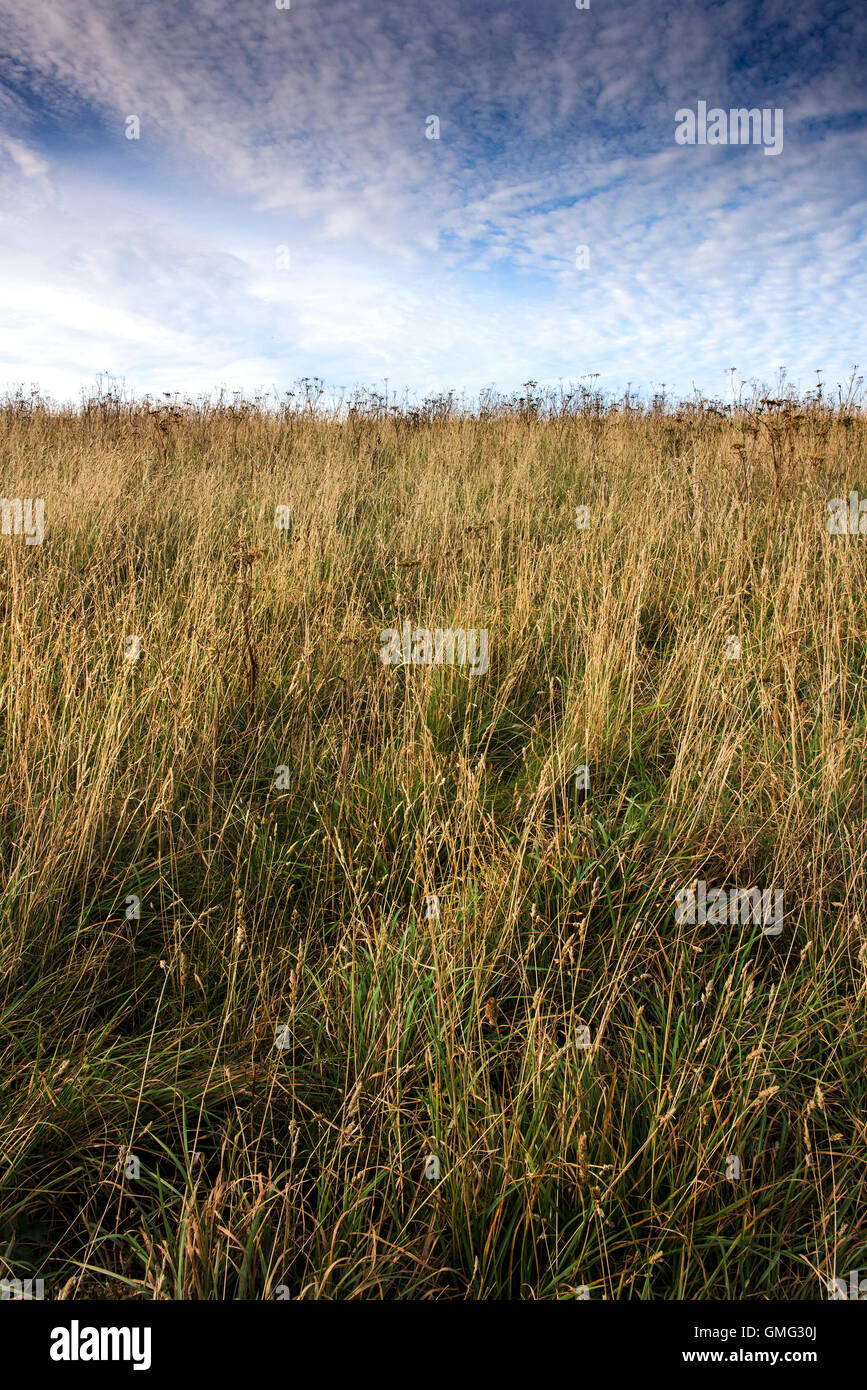 Grass grass grass hi-res stock photography and images - Alamy