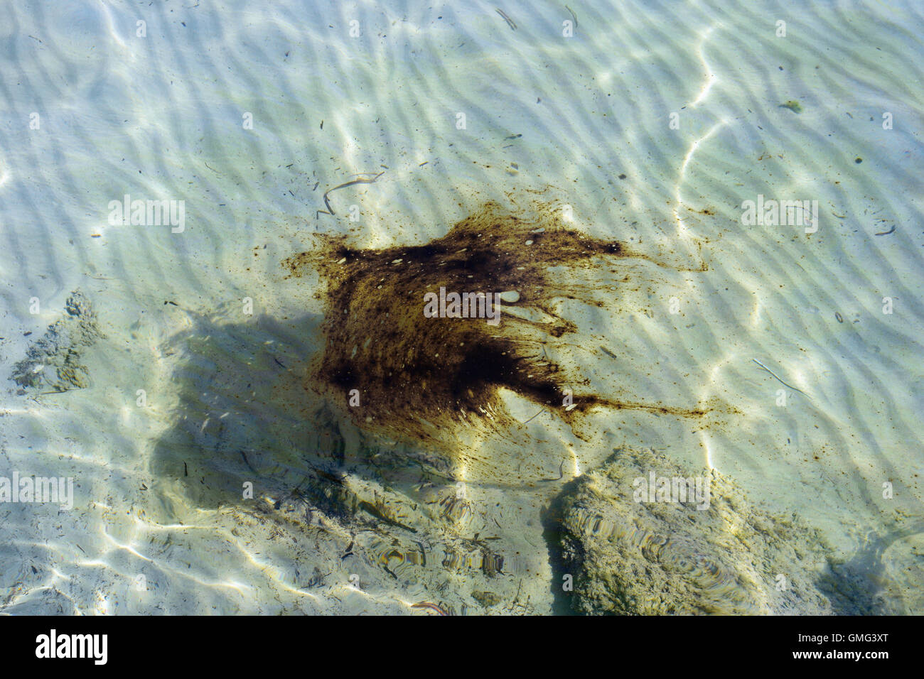 Tar oil flowing on sea water surface. Polluted sandy beach Stock Photo ...
