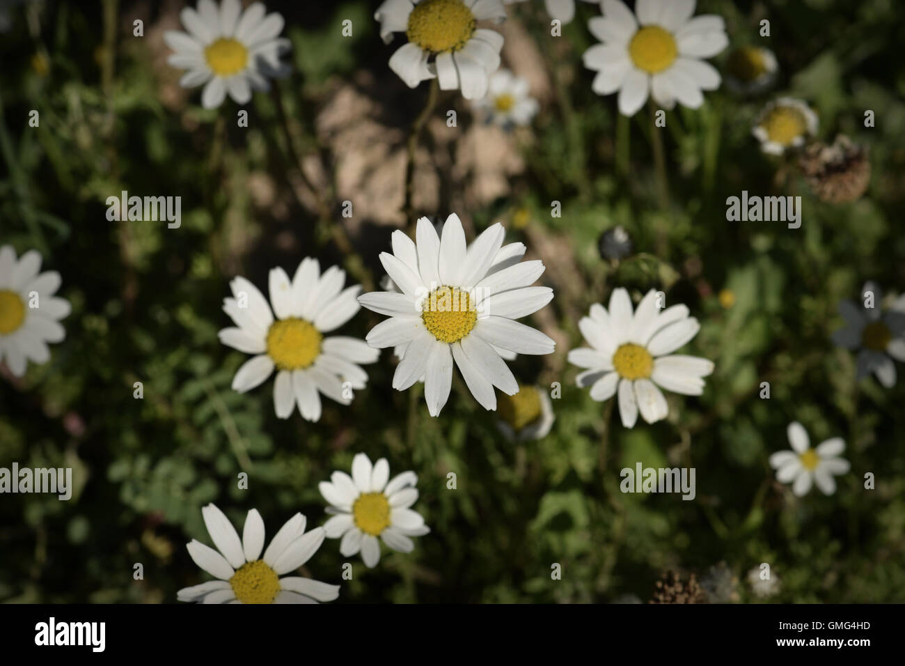Abstract daisy flowers hi-res stock photography and images - Alamy