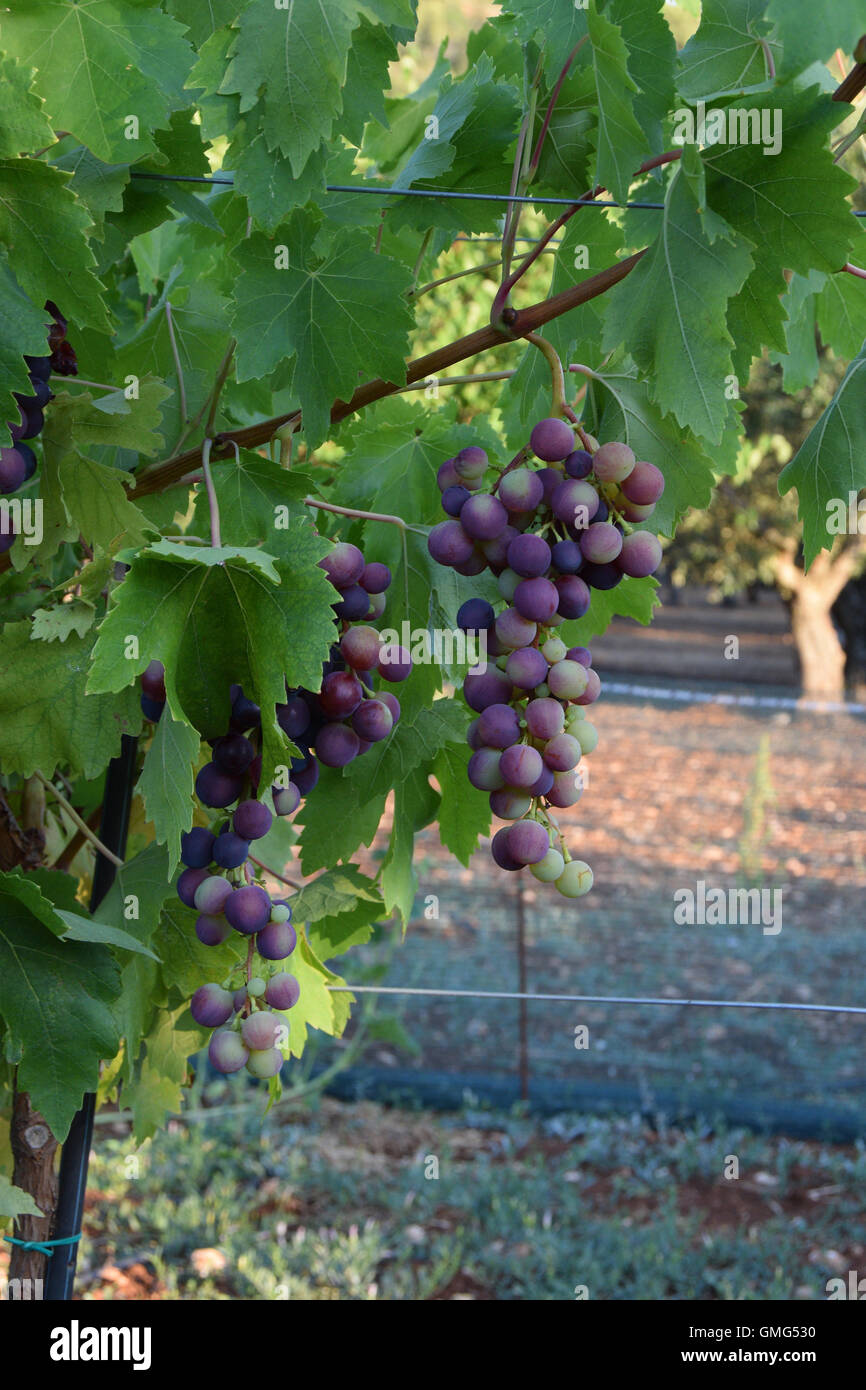 Fruit of grapevine hi-res stock photography and images - Alamy