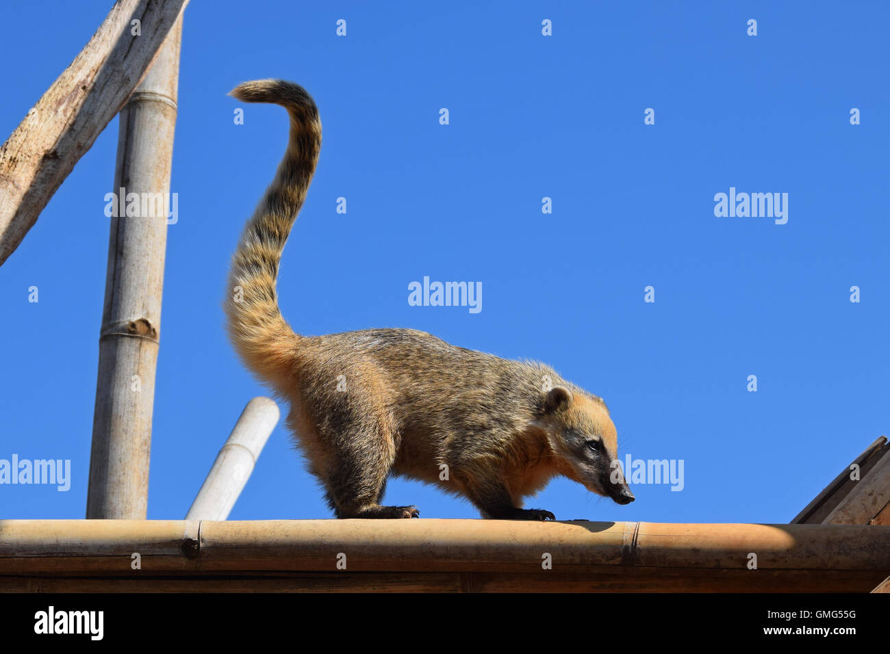 Coati animal hi-res stock photography and images - Alamy