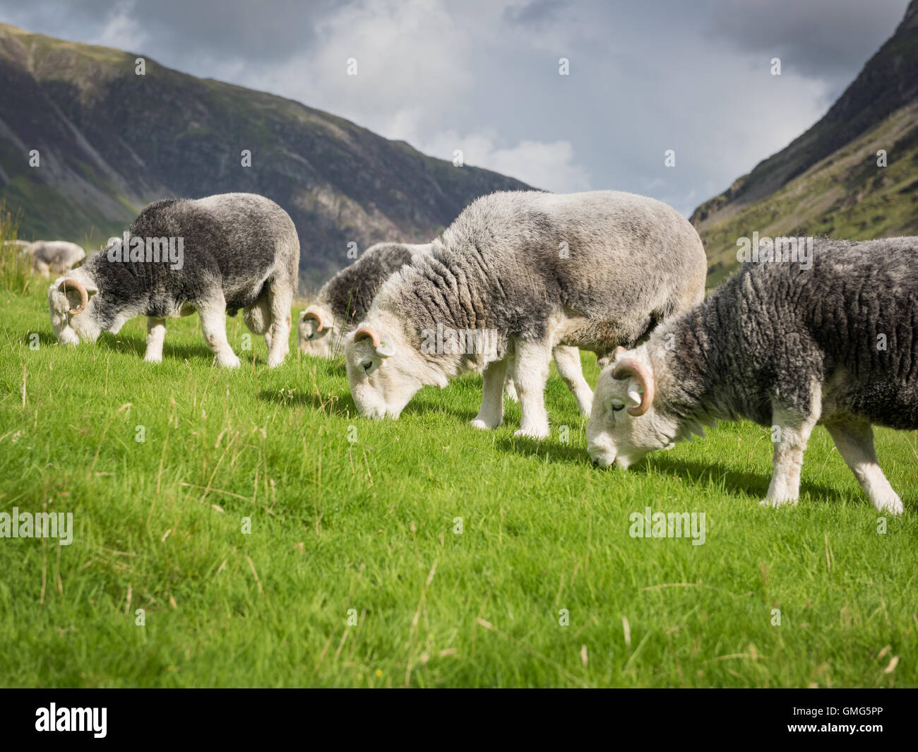 Herdwick tup hi-res stock photography and images - Alamy