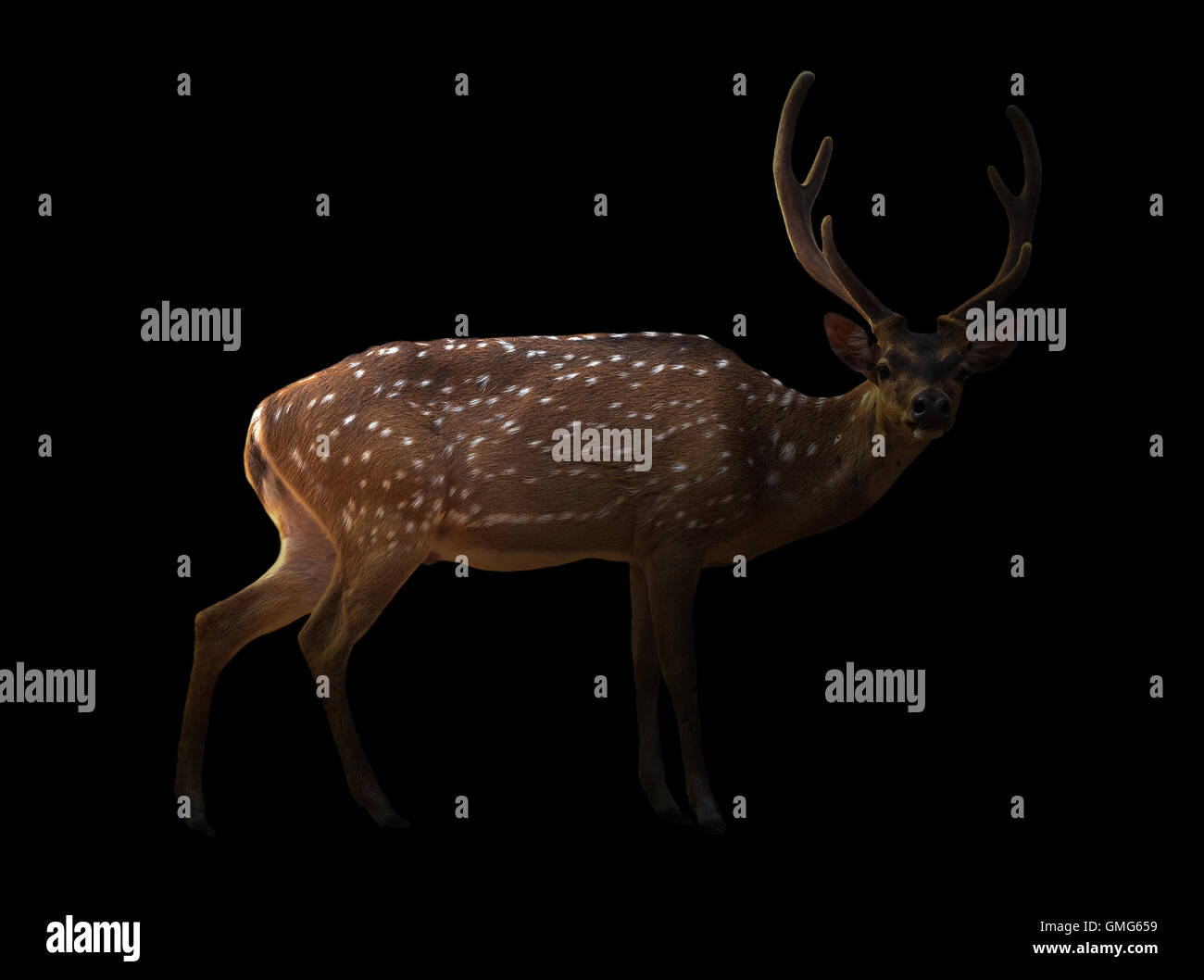 Axis deer stag in hi-res stock photography and images - Alamy