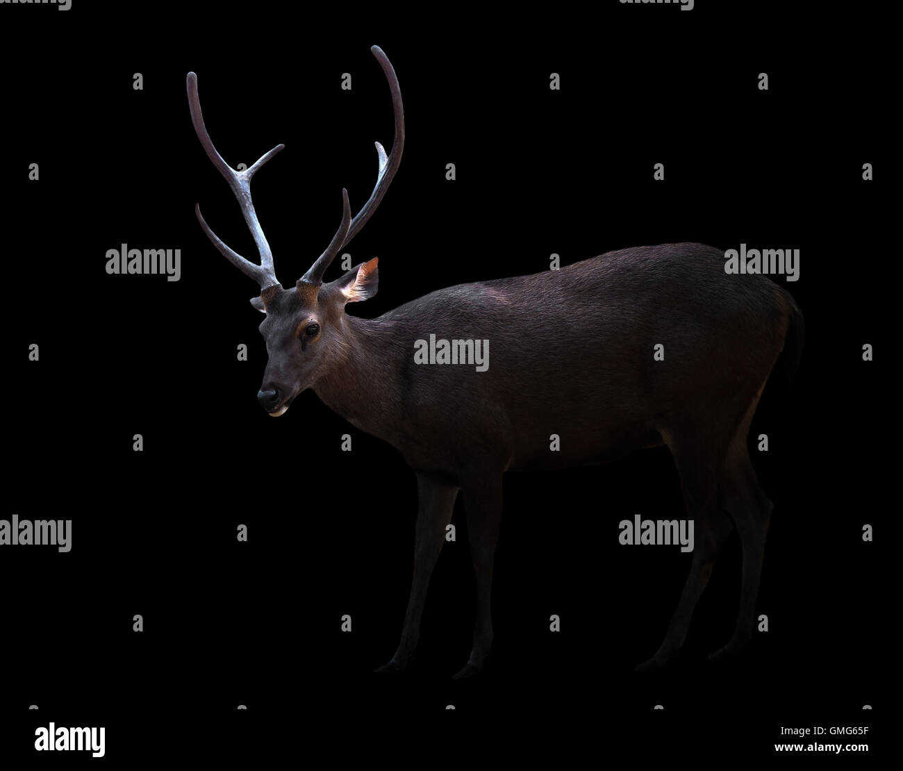Sambar black buck hi-res stock photography and images - Alamy