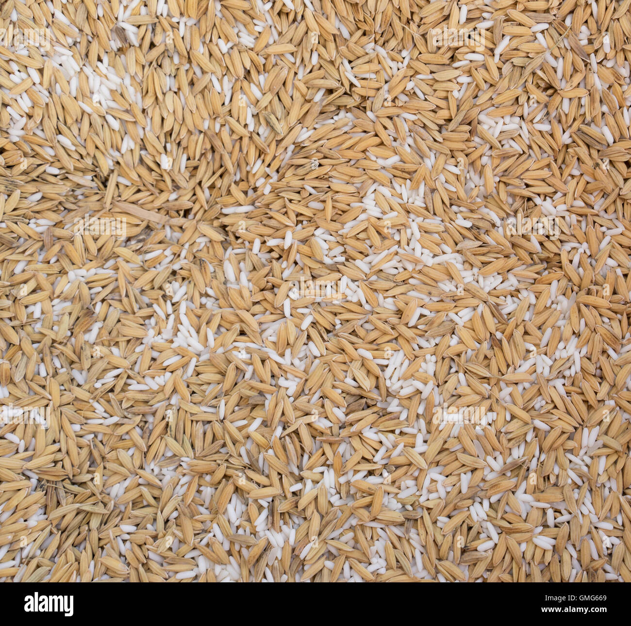 Close up Thailand rice for background Stock Photo - Alamy