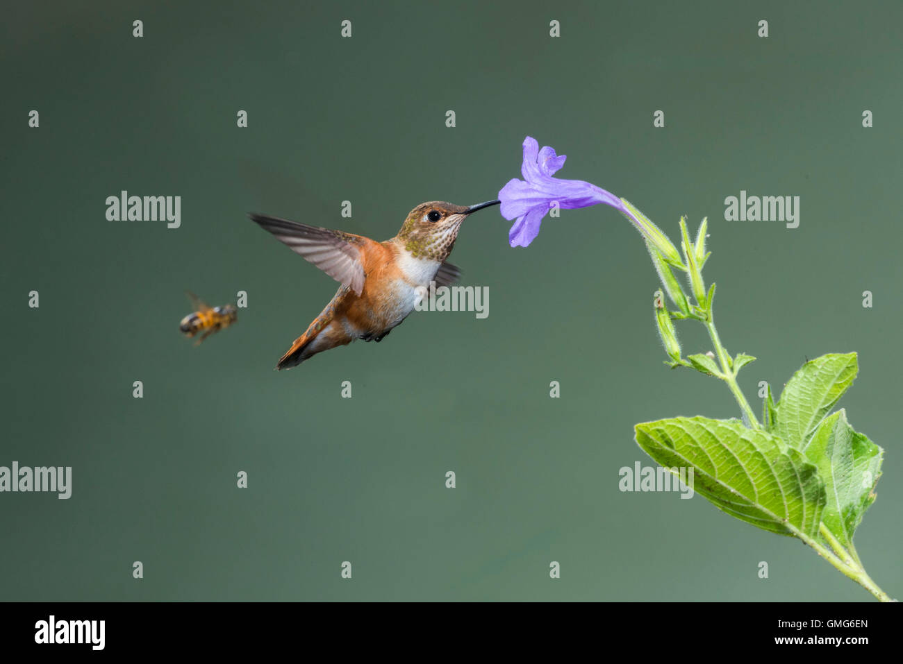 Bee Hummingbird Flying