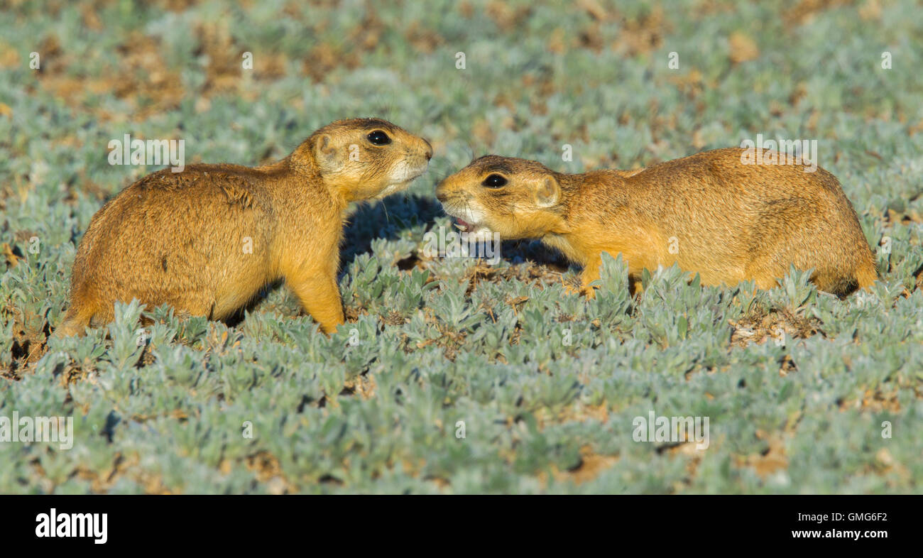 Utah Prairie Dog Cynomys parvidens Cedar City, Utah, United States 8 ...