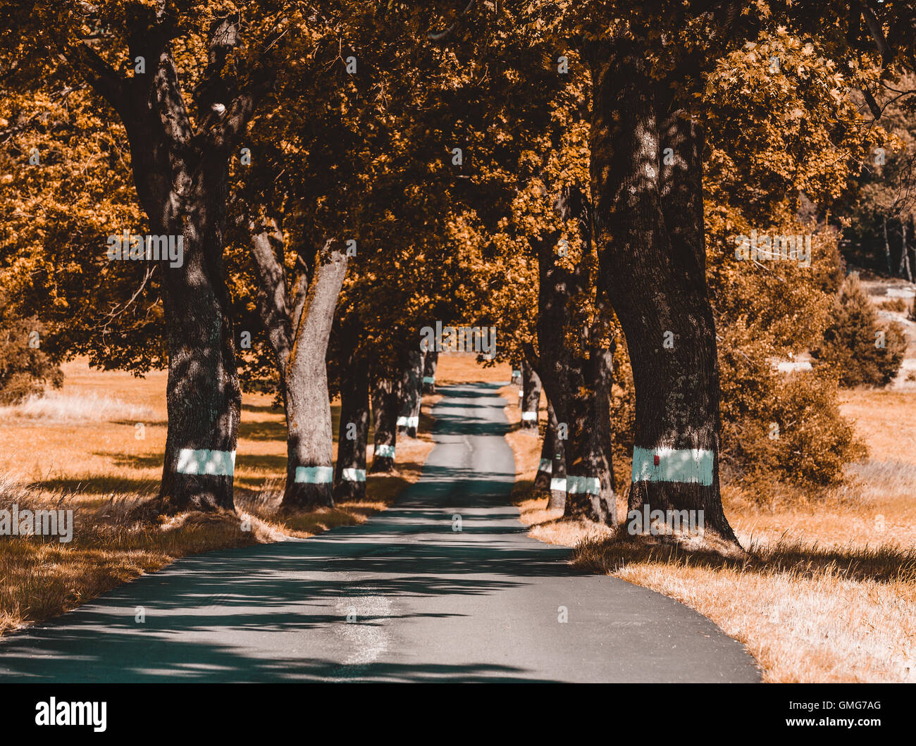 Beautiful asphalt road and tree alley. Summer rural landscape. Abstract ...