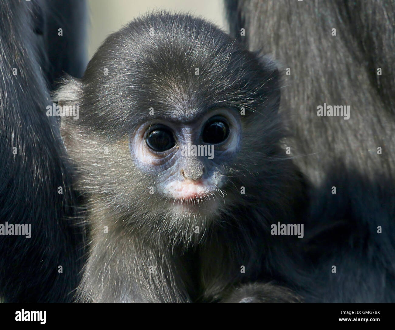 Baby Dusky leaf monkey (Trachypithecus obscurus). A.k.a Southeast Asian ...