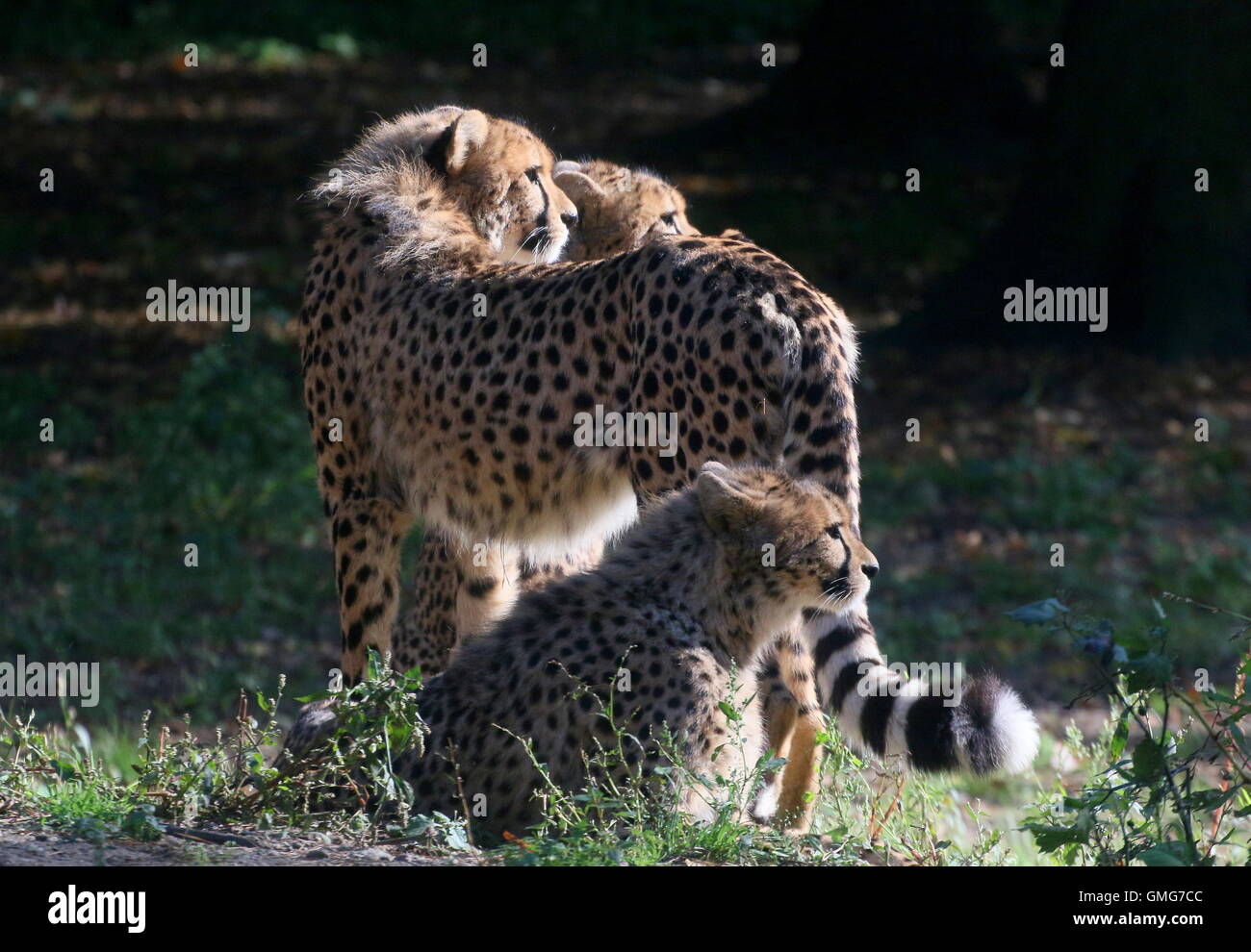 Mature female Cheetah (Acinonyx jubatus) with two of her adolescent ...