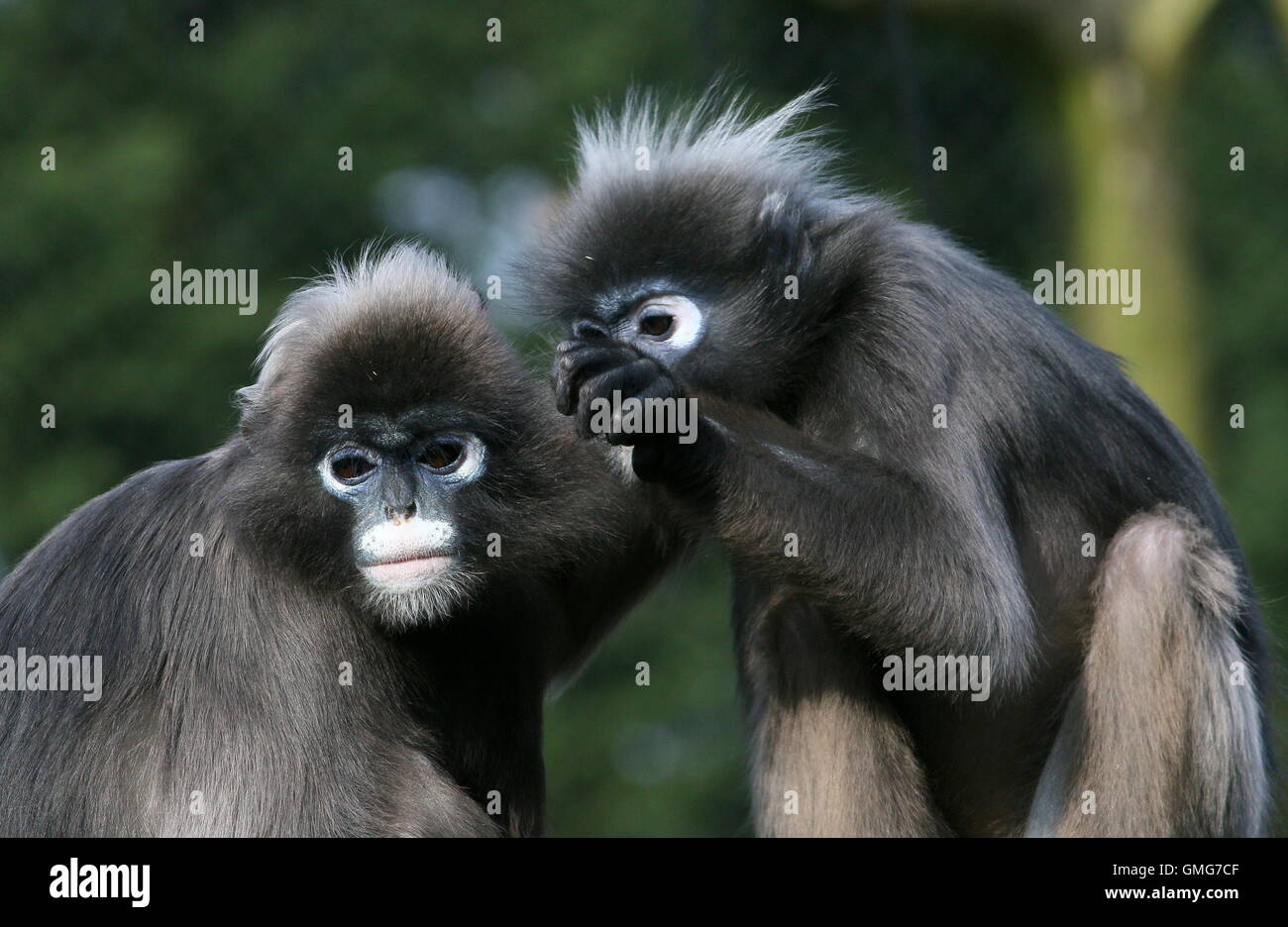 Grooming pair of Dusky leaf monkeys (Trachypithecus obscurus). A.k.a ...