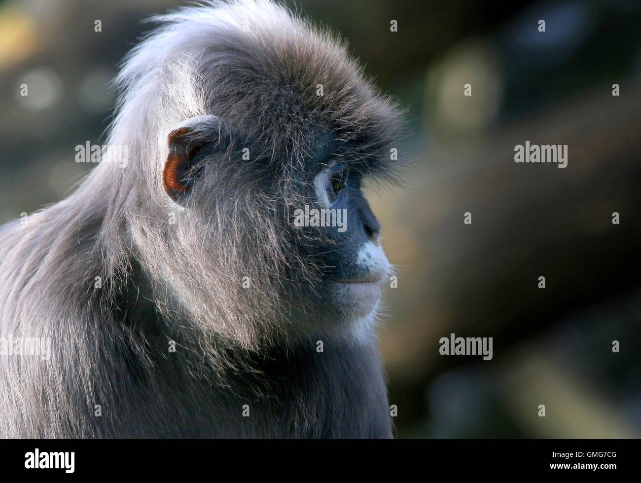 Southeast Asian Dusky leaf monkey (Trachypithecus obscurus). A.k.a ...