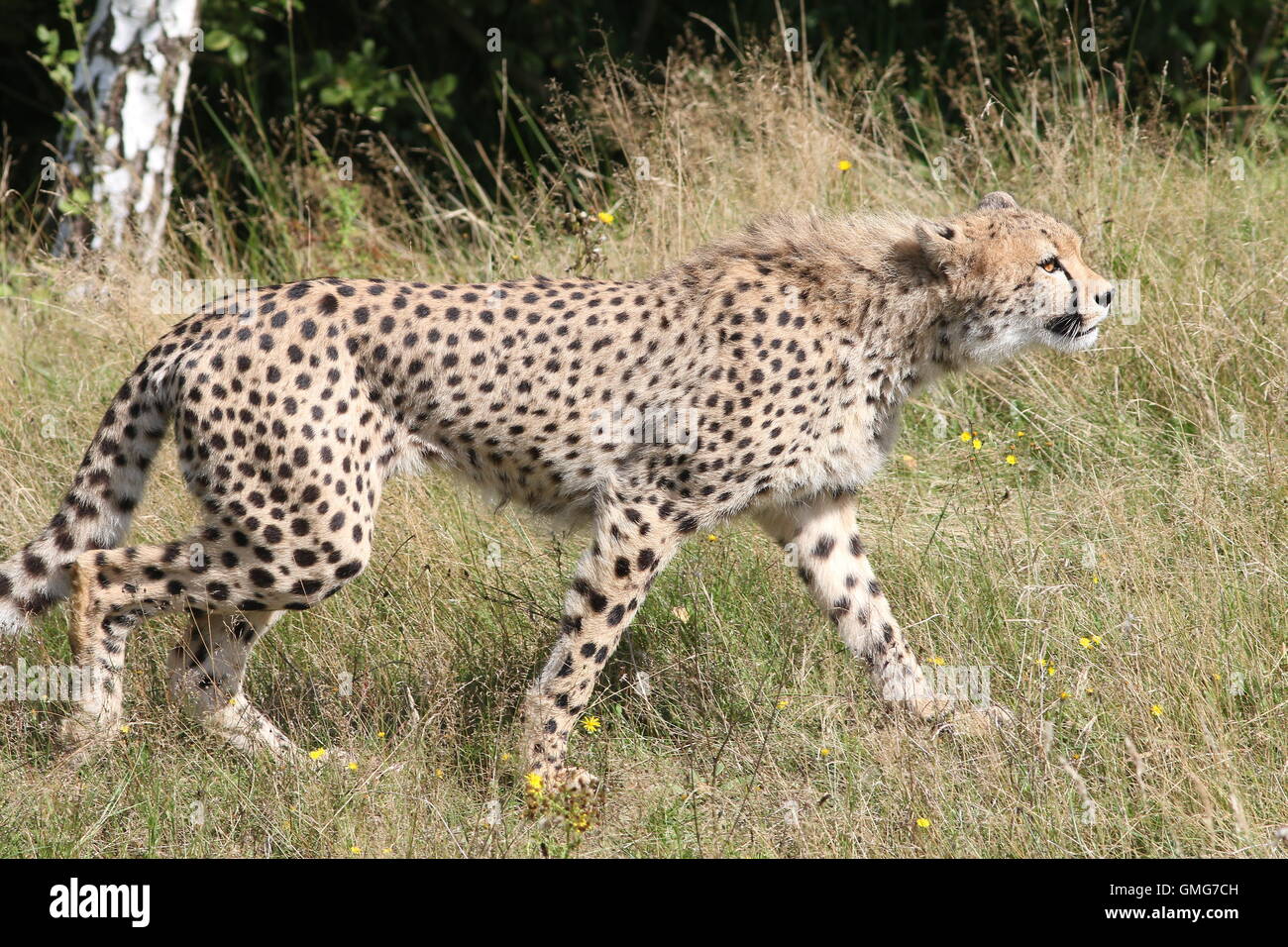 Male African Cheetah (Acinonyx jubatus) walking, seen in profile Stock ...