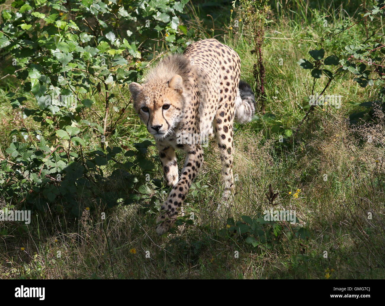 Gepard Hunting High Resolution Stock Photography and Images - Alamy